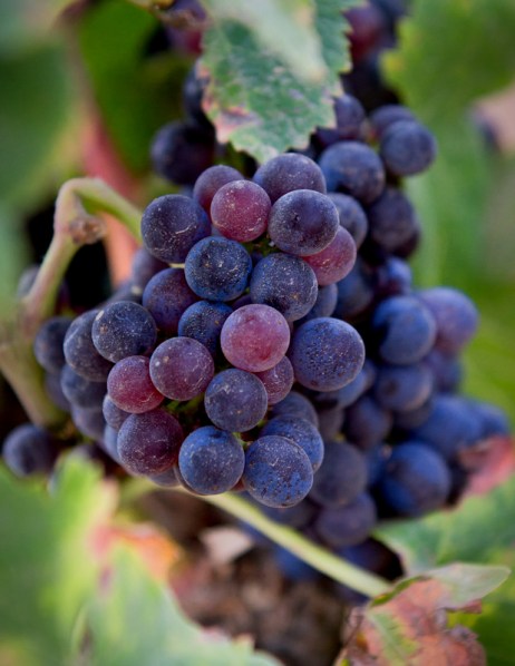 Santa Barbara – Celebration of Harvest Event in Solvang and a Discount ...