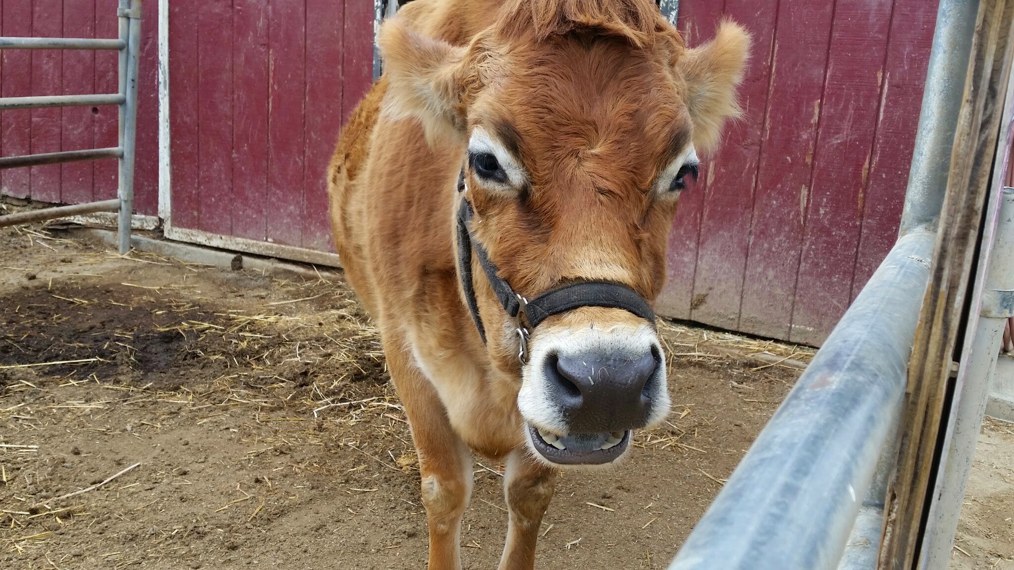 Free Activity in OC – Visit Farm Animals at Centennial Farm, OC Fair ...