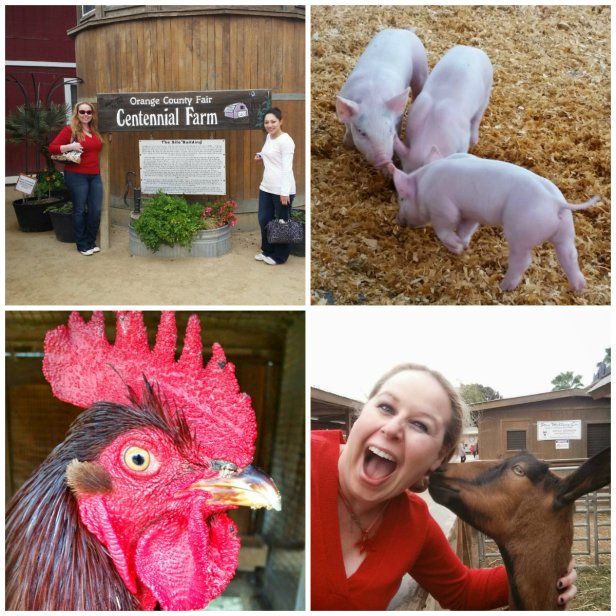 Free Activity in OC – Visit Farm Animals at Centennial Farm, OC Fair ...